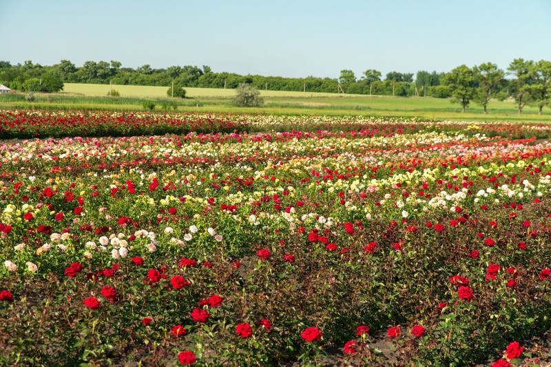 Colorful Fields with Blooming Roses in the Sunset Sun Light in the ...