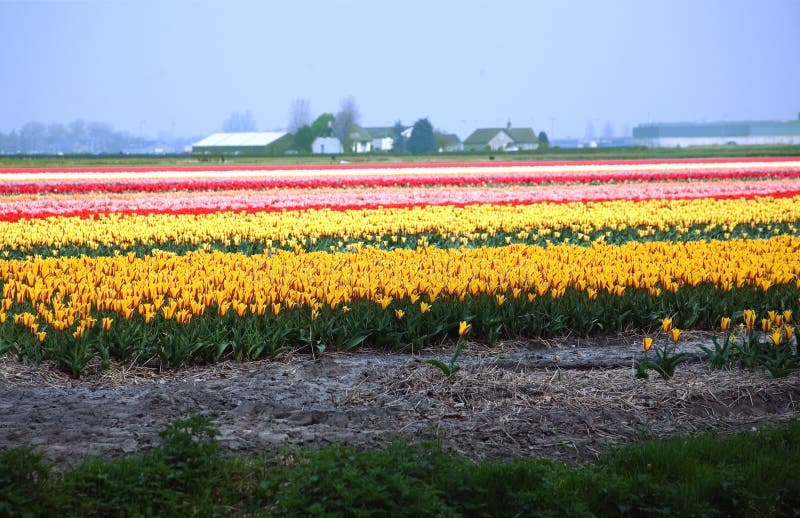 Colorful fields of flowers stock photo. Image of rural - 9109450
