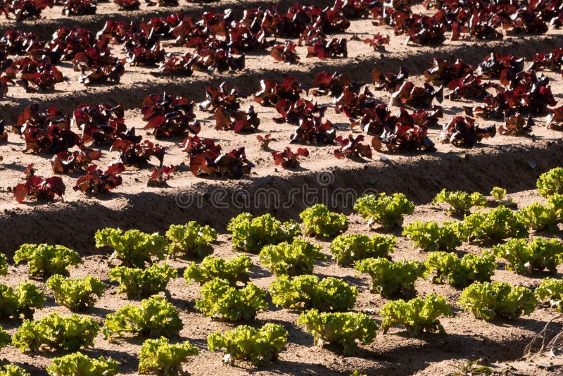 Colorful fields of lettuce stock image. Image of yield - 110995871