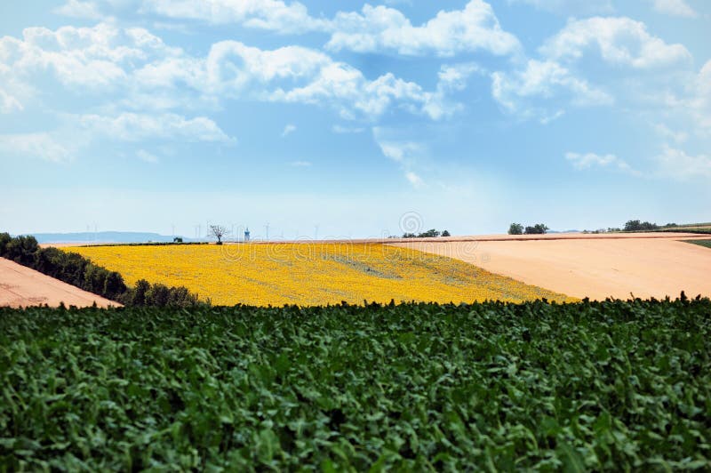 Colorful fields stock photo. Image of grain, pasture - 50266456