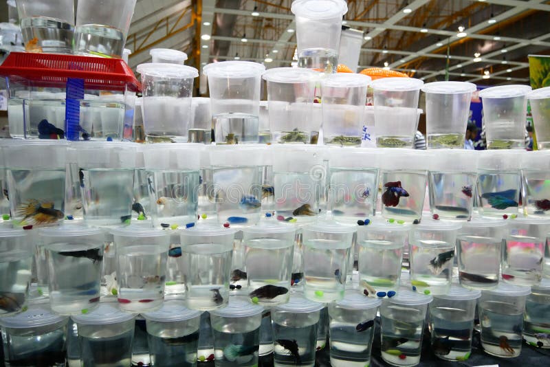 The Colorful Fighting Fish is Individually Separated in Different Small ...