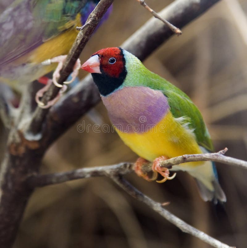 Colorful Finch stock image. Image of finch, black, perched - 13341943