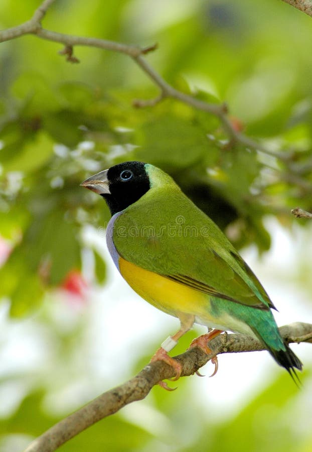 Colorful Finch stock photo. Image of treetops, bird, perched - 1381770