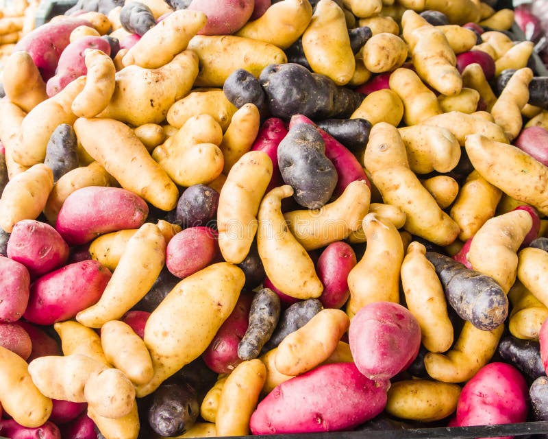 Colorful Fingerling Potatoes at the Market Stock Image - Image of tuber ...