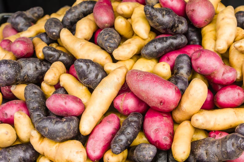 Colorful Fingerling Potatoes at the Market Stock Photo - Image of ...