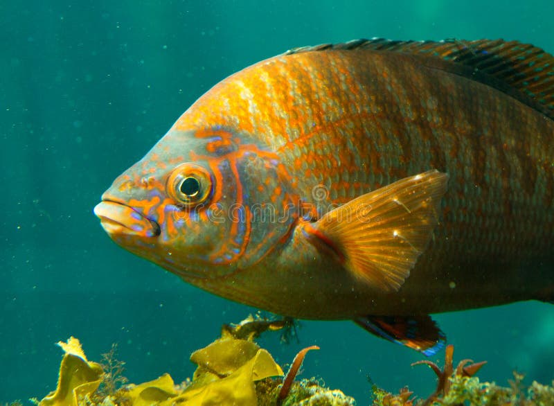 Colorful fish stock image. Image of animal, kelp, river - 21145469