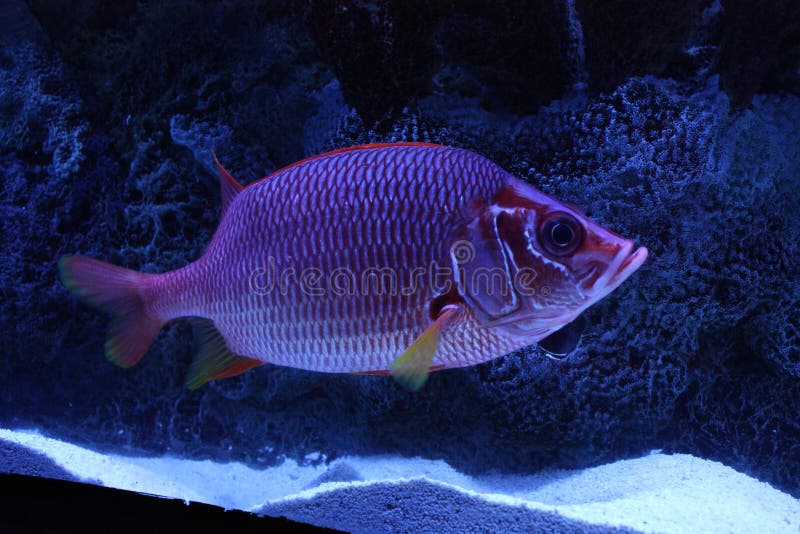 Colorful fish stock image. Image of gill, night, blue - 23286113