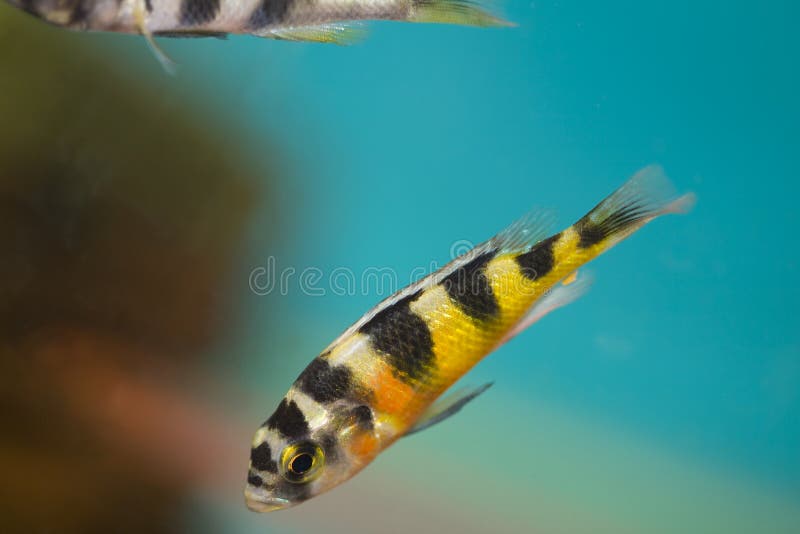 Colorful fish stock image. Image of fresh, glass, pets - 7238895