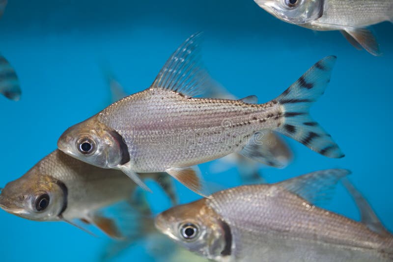 Group of Silver Dollar Fishes. Stock Photo - Image of swimming, silver ...
