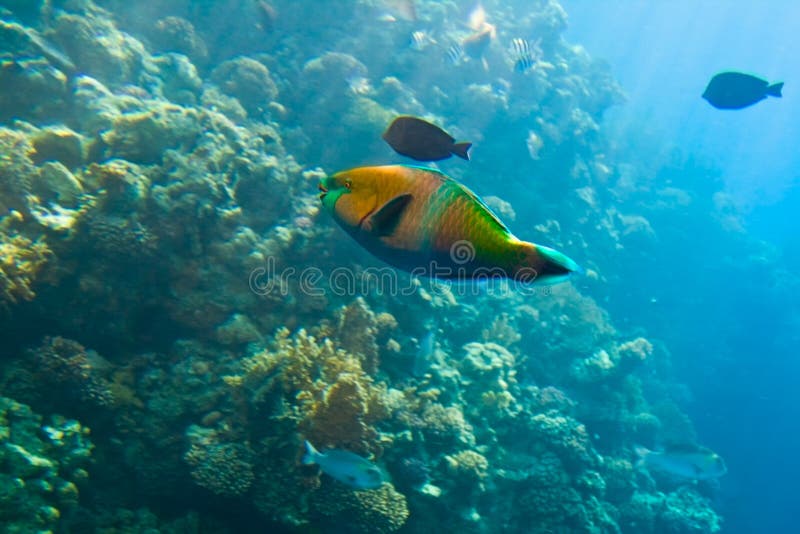 Colorful fish stock photo. Image of wild, tropical, fish - 9204716