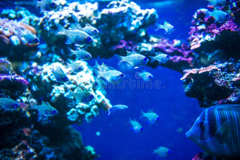 Colorful fish in aquarium stock photo. Image of brightly - 52472346