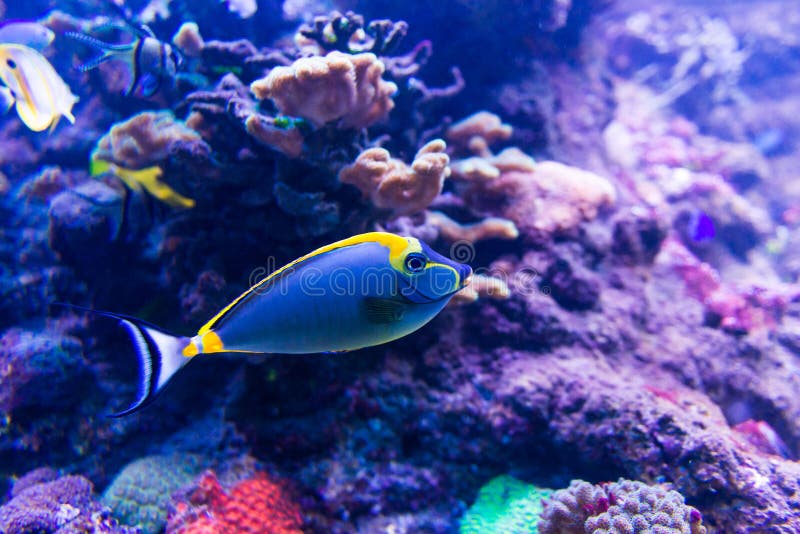 Colorful fish in aquarium stock photo. Image of color - 52473232