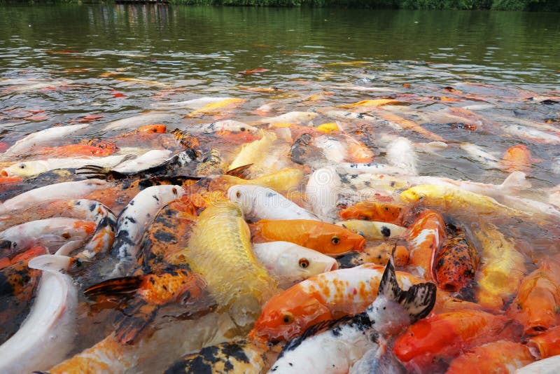 Colorful fish stock image. Image of bubble, fishing, fish - 30821685