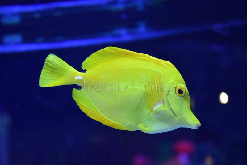 Colorful Fish stock image. Image of marine, swimming - 88003551