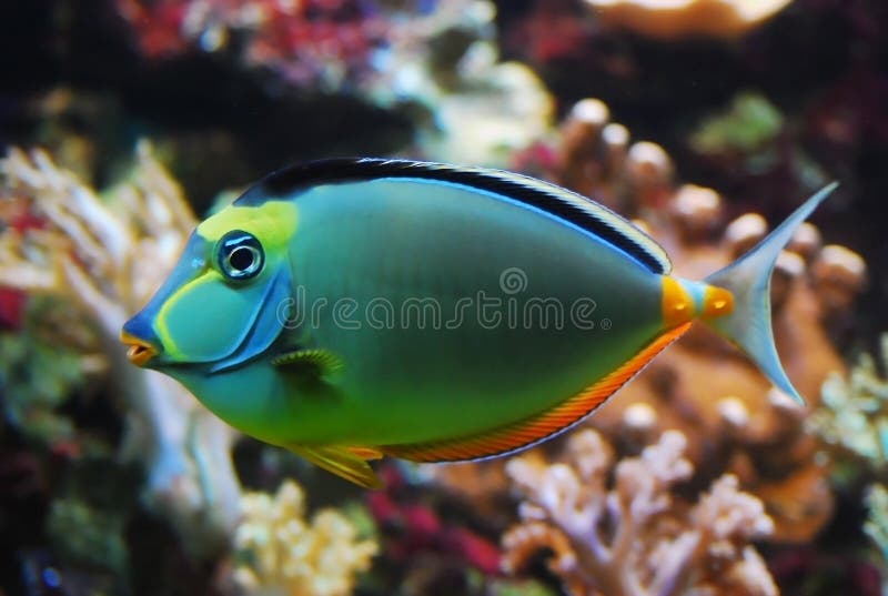 Colorful fish closeup stock photo. Image of green, fish - 25037486