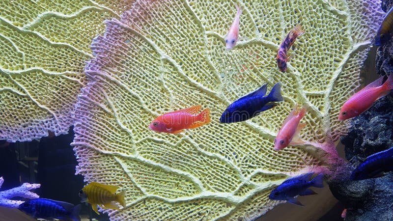 Colorful fish in deep sea stock image. Image of reef - 186781503