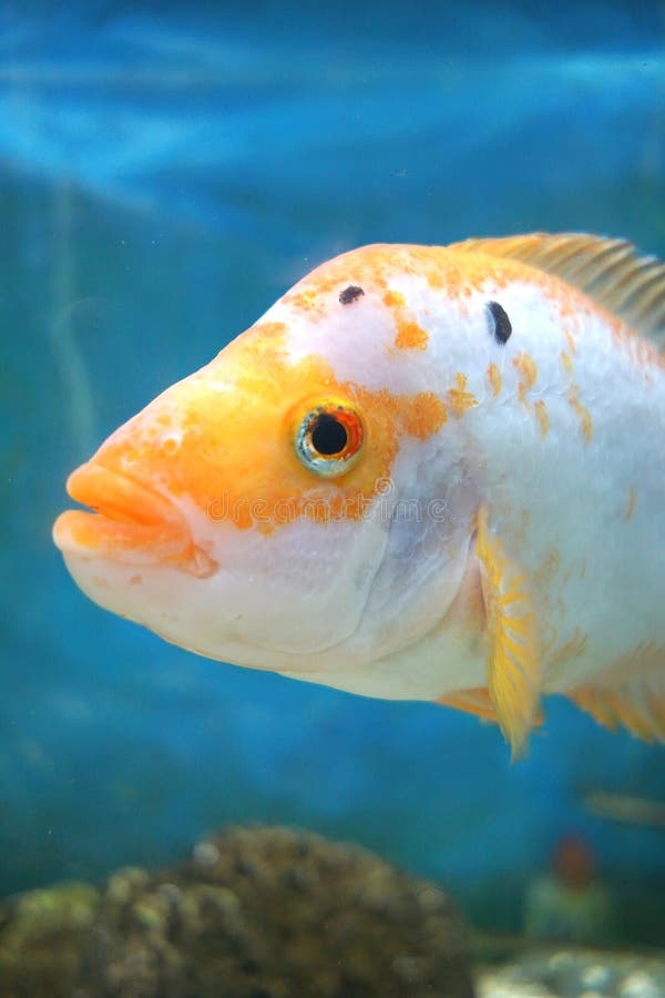 Colorful Fish Facing Forward in Clear Blue Stock Photo - Image of face ...