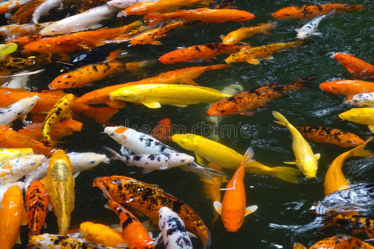 Colorful fish stock photo. Image of breed, animal, aquatic - 40962674