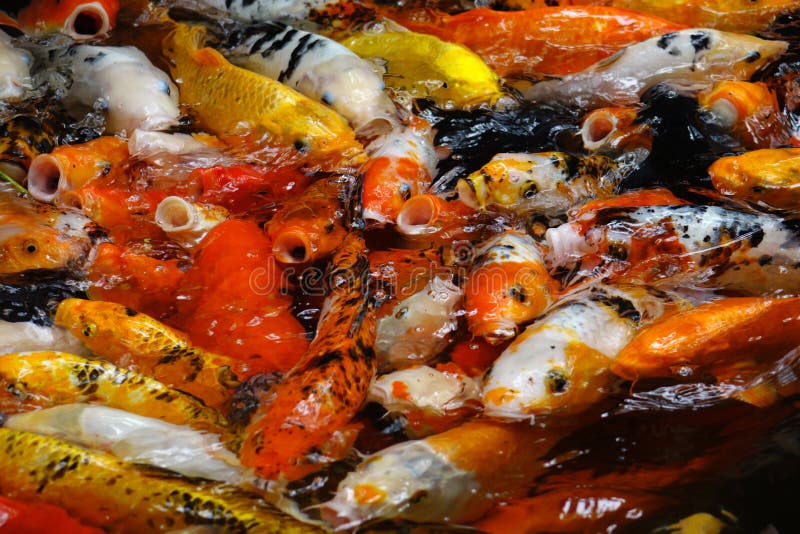 Colorful fish food stock image. Image of bean, congregate - 25932735
