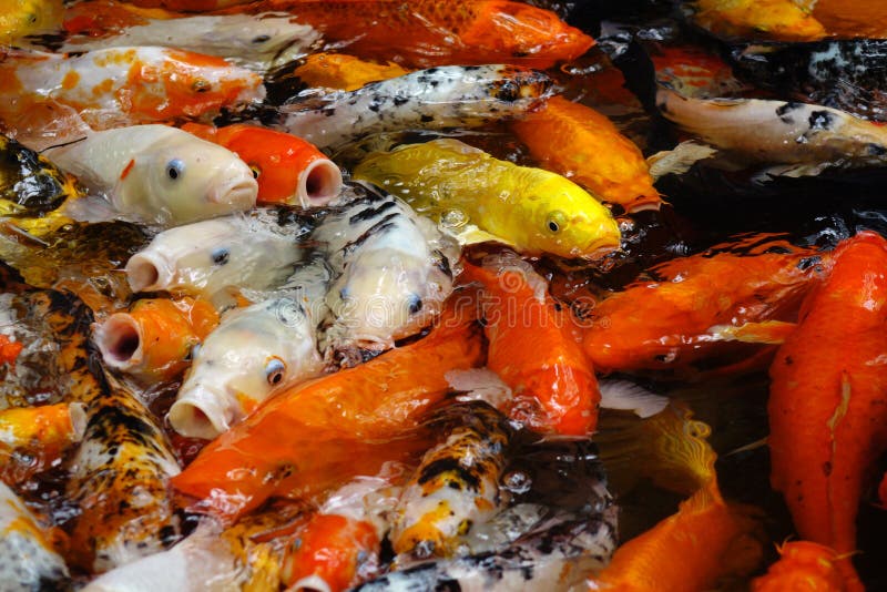 Colorful fish stock image. Image of colorful, decorative - 40963207