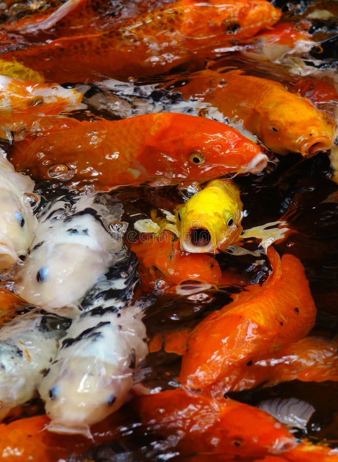 Colorful fish food stock image. Image of bean, congregate - 25932735