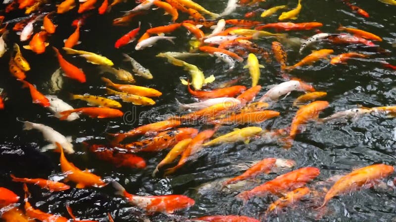 Colorful Koi Fish Group in the Pond Stock Footage - Video of water ... Colorful Koi Fish Group in the Pond Stock Footage - Video of water ...