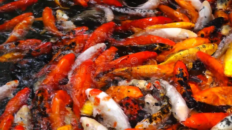 Colorful Koi Fish Group in the Pond Stock Footage - Video of water ...