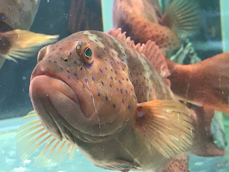 421 Fish Reaction Stock Photos - Free & Royalty-Free Stock Photos from ...