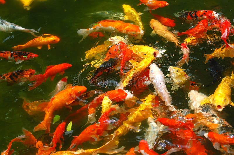 Koi Fish in Pond stock photo. Image of swimming, fish - 4608380