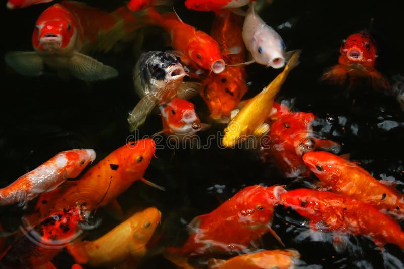 Colorful Fish In The Pool Picture. Image: 5395358