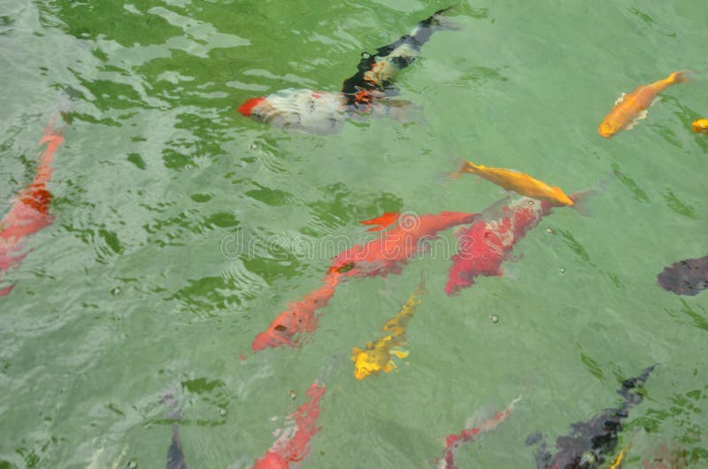 Colorful fish in the pool stock photo. Image of china - 109206822