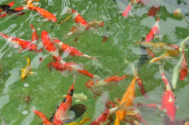 Colorful fish in the pool stock photo. Image of light - 109207156