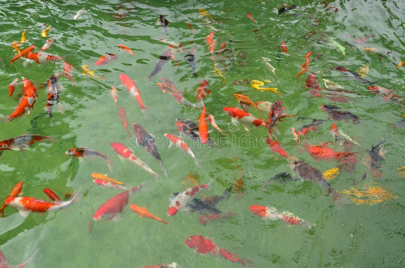 Colorful fish in the pool stock image. Image of china - 109207505