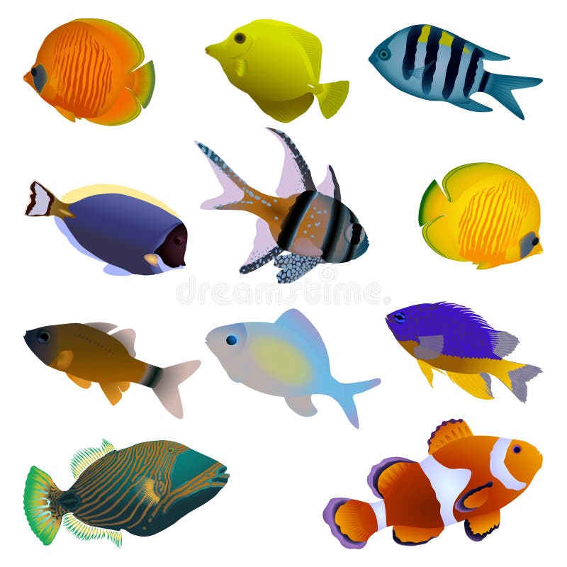 Colorful Fish Set. Tropical and Aquarium Fish Stock Vector ...