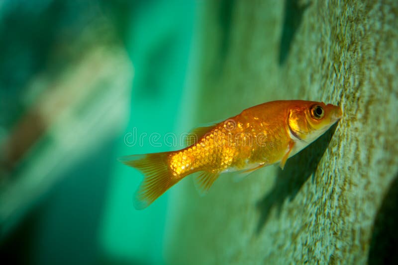 Colorful Fish Swimming in Aquarium Stock Photo - Image of pets, aquatic ...