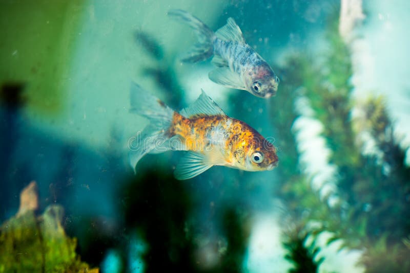 Colorful Fish Swimming in Aquarium Stock Photo - Image of fish, life ...