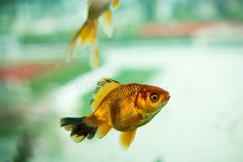 Colorful Fish Swimming in Aquarium Stock Image - Image of beautiful ...