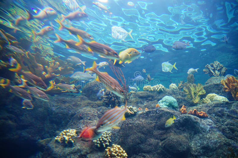 Colorful fish stock photo. Image of colors, coral, colorful - 101486016