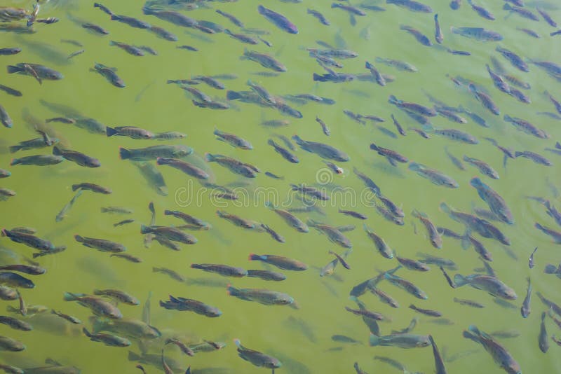 Colorful Fish Swimming in Water . Stock Image - Image of ocean ...