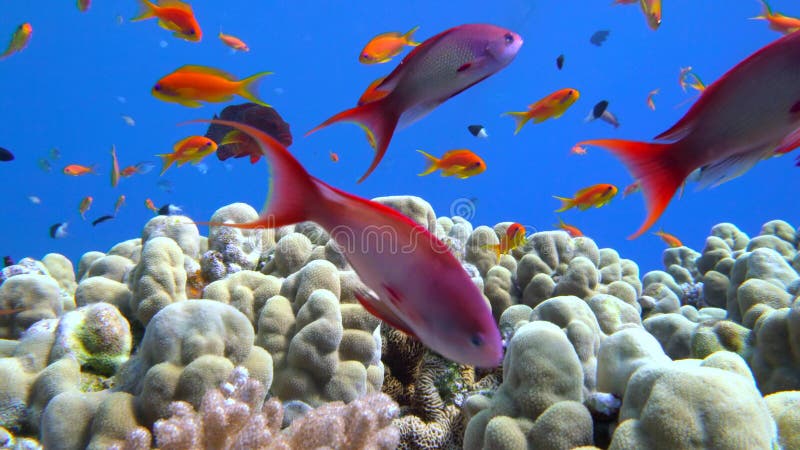 Colorful Fish on Vibrant Coral Reef, Red Sea Stock Video - Video of ...