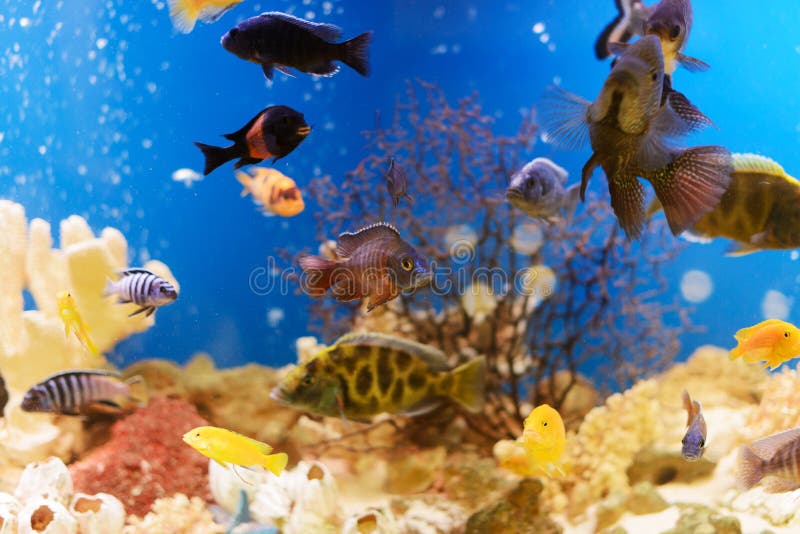 Colorful Fishes in Blue Water Stock Image - Image of aquarium, eyes ...