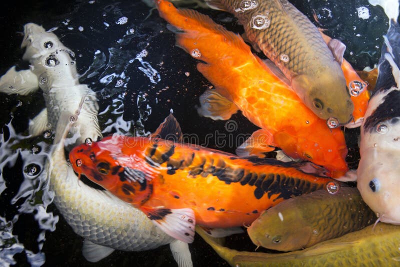 Colorful Fishes in the Tank. Stock Image - Image of carp, aquatic: 97032087