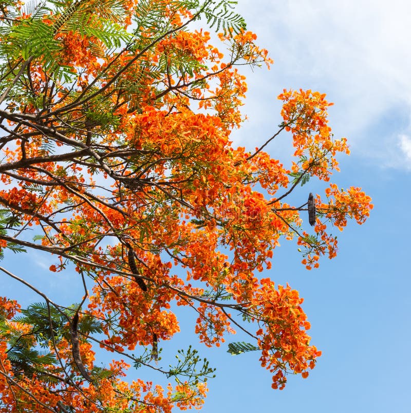 Colorful flame tree stock image. Image of peacock, blossom - 49554751