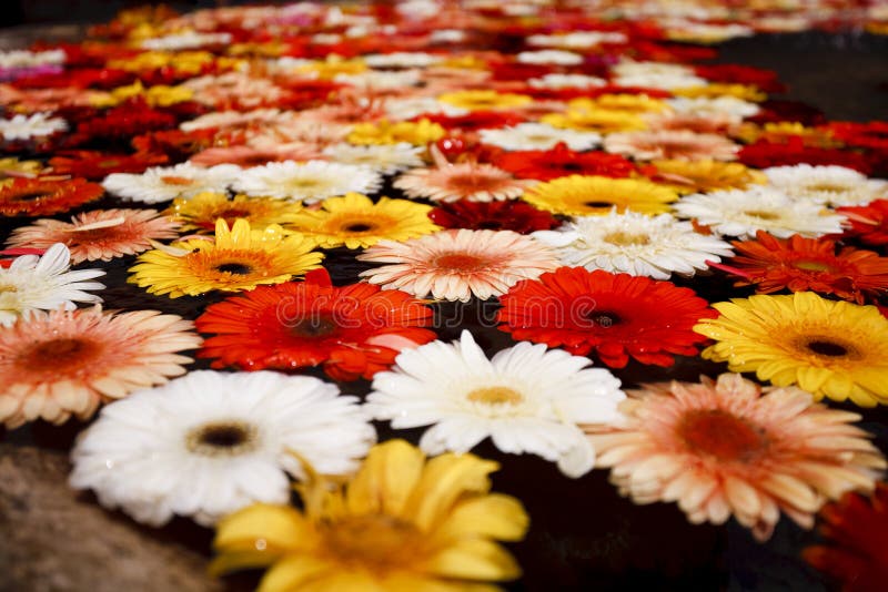 Colorful floating flowers stock image. Image of artistic - 19268835