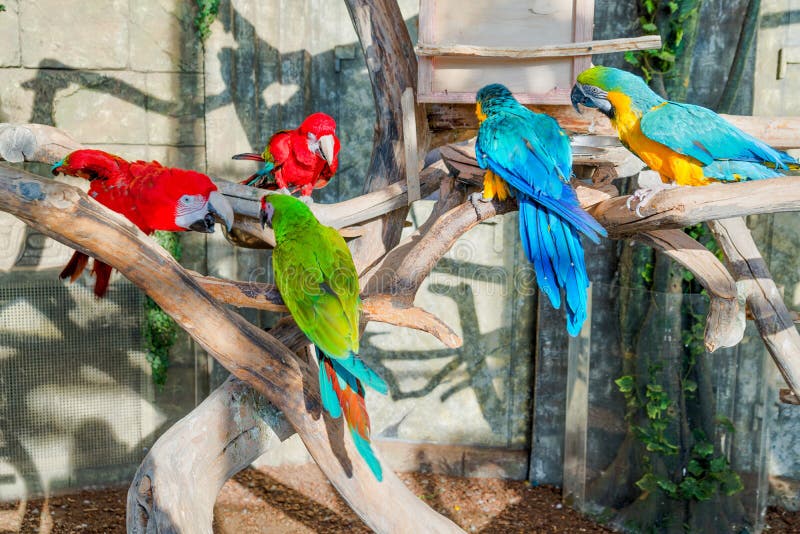 Flock of Macaw Parrots are Sitting on a Tree in a Rainforest Stock ...