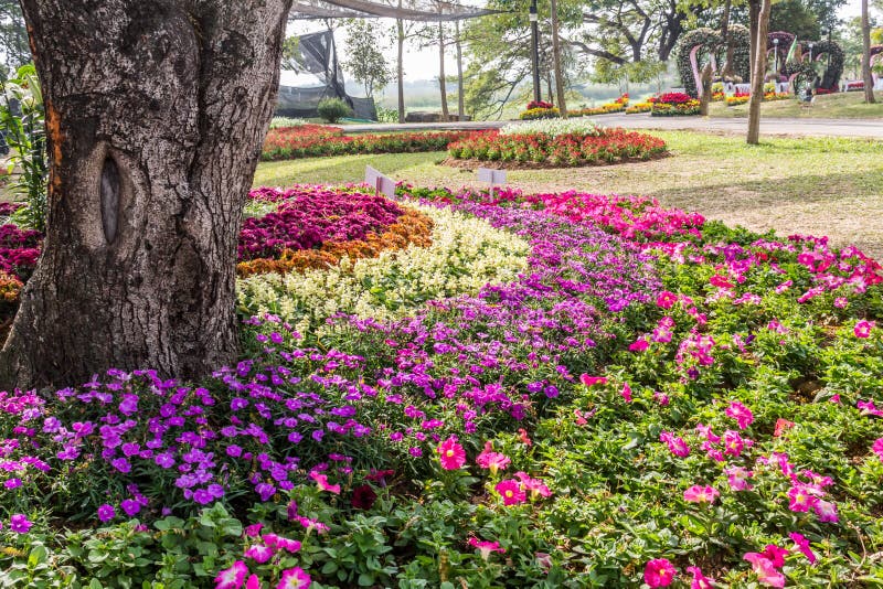 Colorful flora at garden stock photo. Image of botany - 36305750