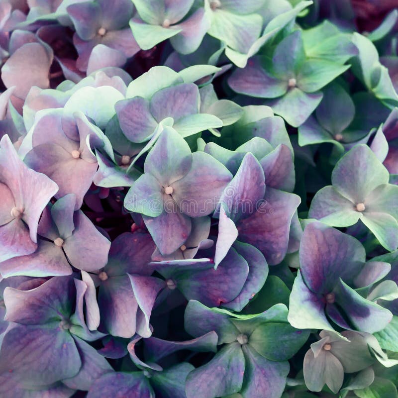 Colorful Floral Hydrangea Flower Background Close Up Stock Photo ...