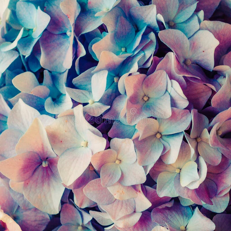 Colorful Floral Hydrangea Flower Background Close Up Stock Photo ...