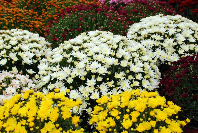 Colorful flower stock photo. Image of outdoor, white - 11777978