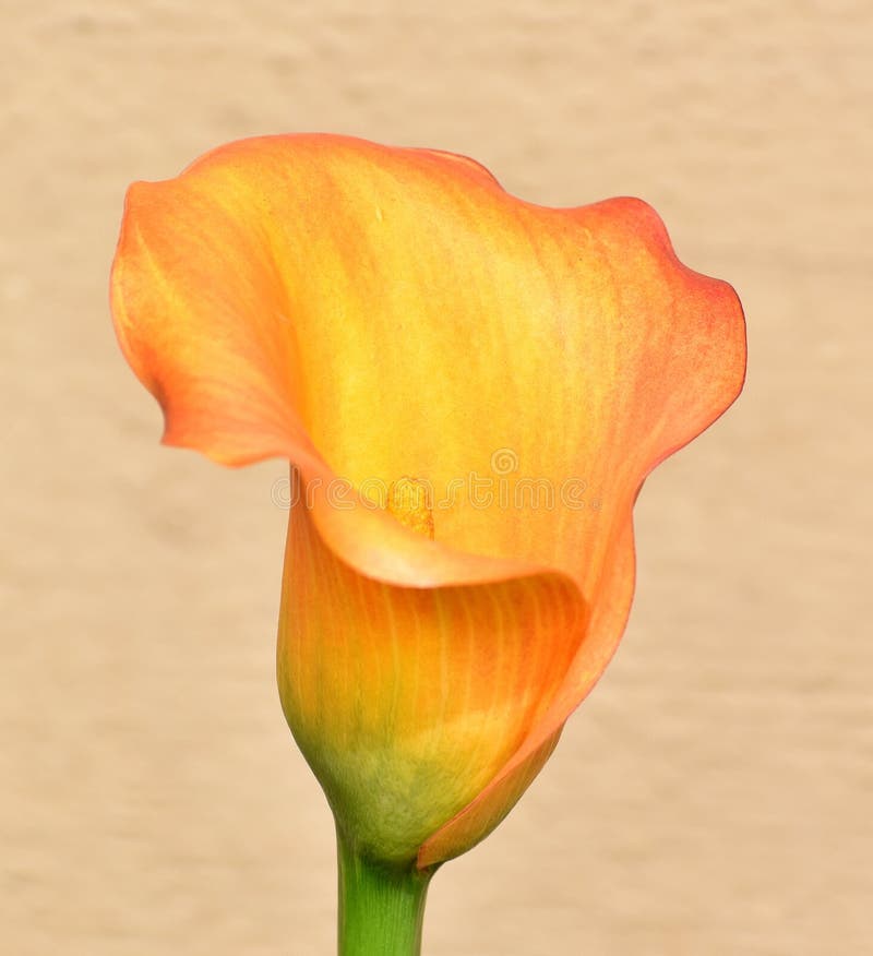Colorful Flower with Back Lighting Stock Image - Image of glory ...